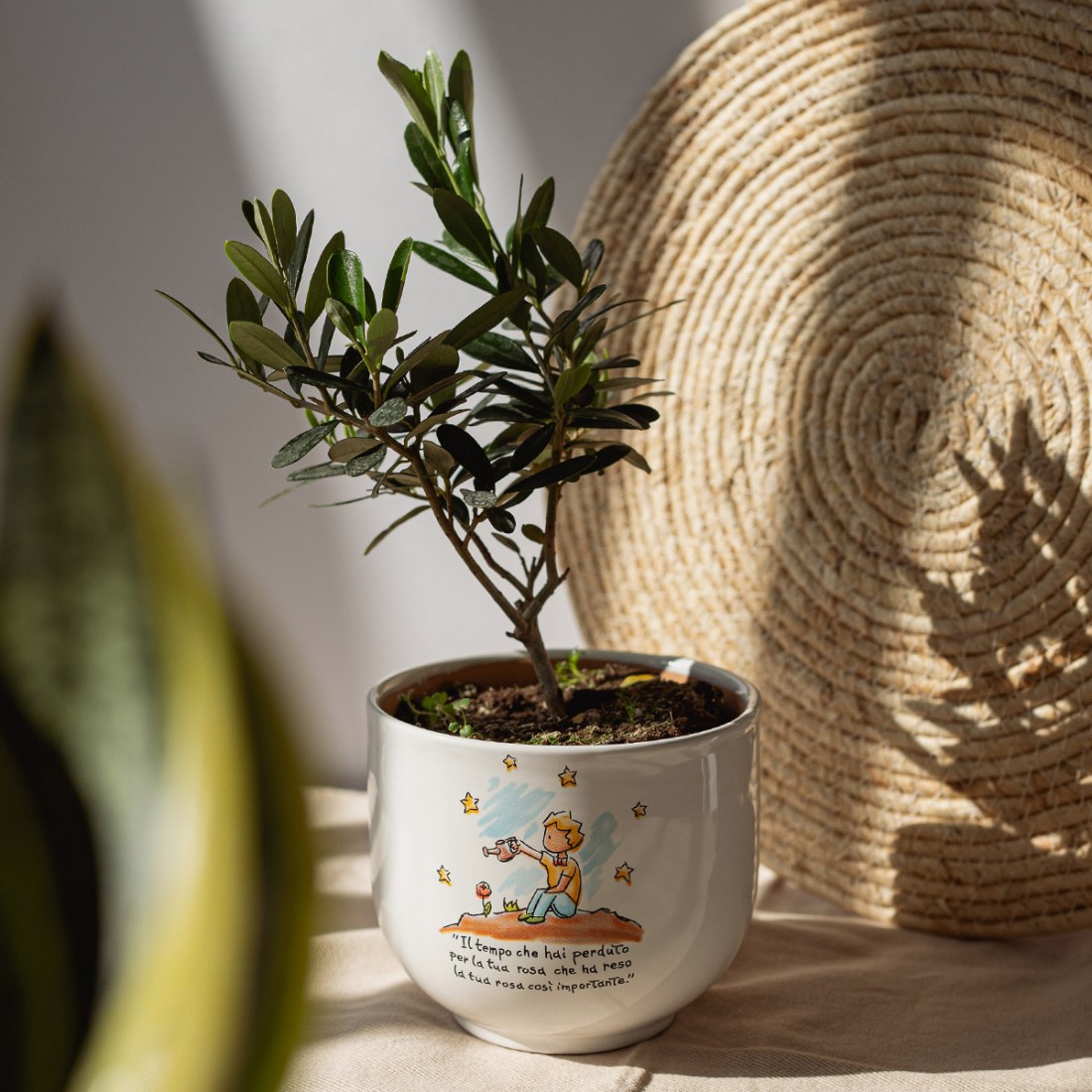 Bonsai Piccolo Principe Cielo